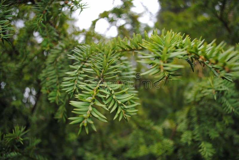 Siberian Juniper Closeup. Botanical Garden Stock Photo - Image of plant ...