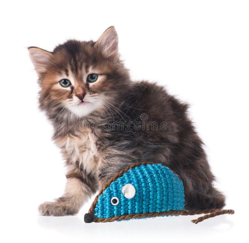 563 Siberian Mouse Stock Photos - Free & Royalty-Free Stock Photos from ...