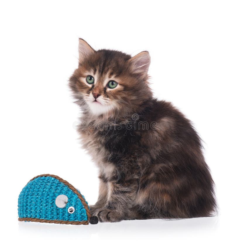 Siberian mouse фото