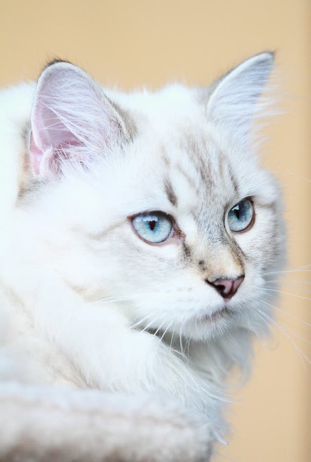 Neva Masquerade Puppy of Siberian Cat Stock Photo - Image of blue ...