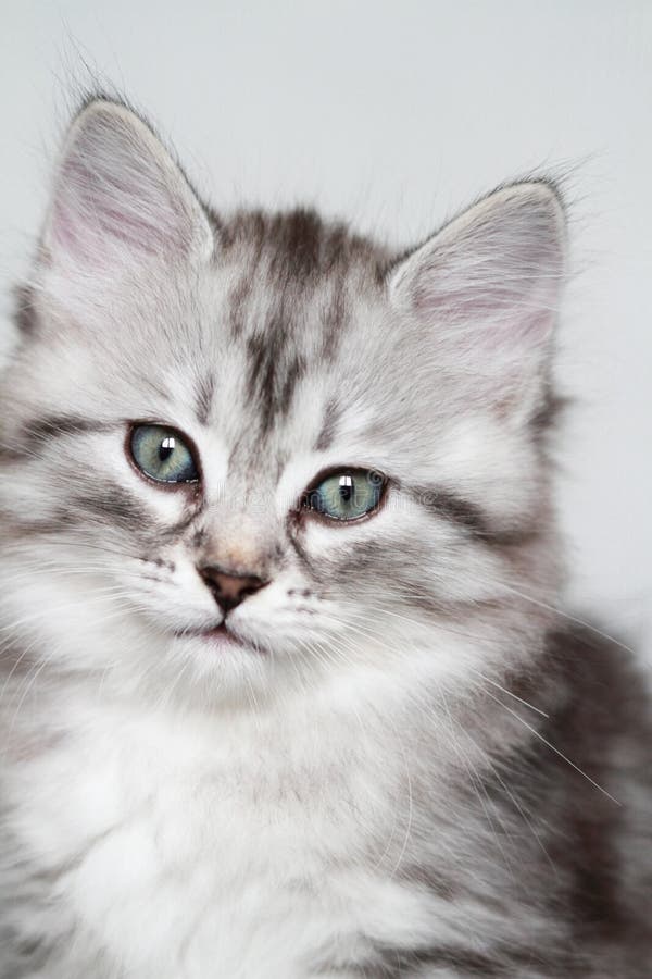 Siberian Cat Silver Version Stock Image - Image of male, eyes: 39989199