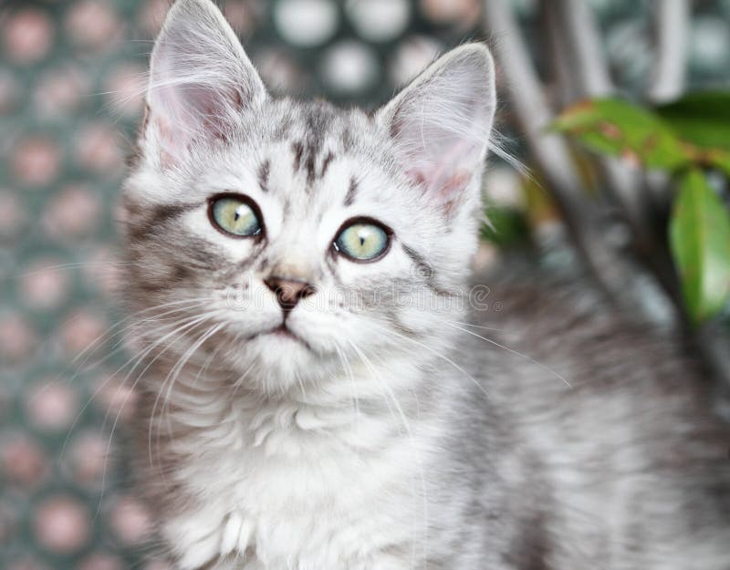 Siberian Cat Silver Version Stock Image - Image of male, eyes: 39989199