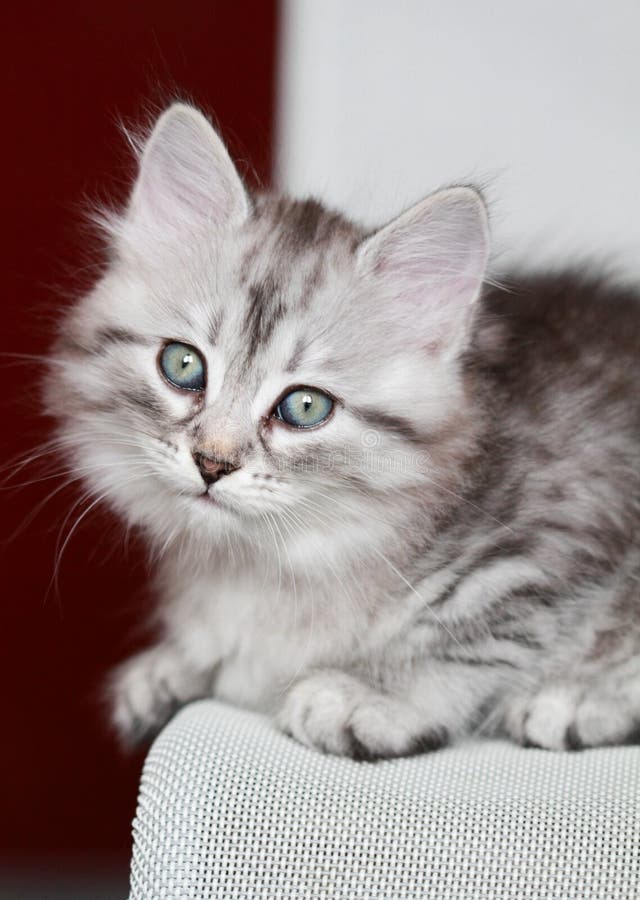 Siberian Kitten, Silver Version, Puppy Stock Image - Image of race ...
