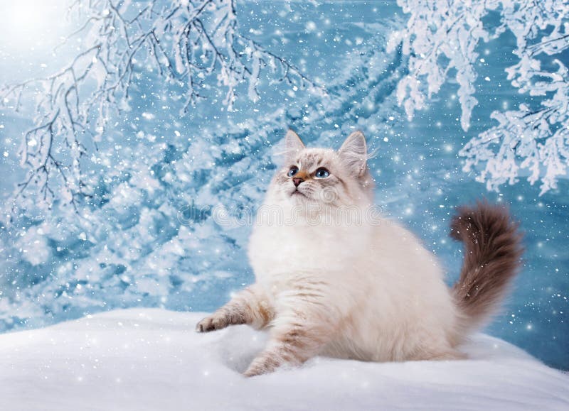Siberian kitten in snow stock image. Image of frosty - 81364265
