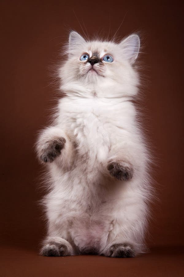 Siberian Kitten standing stock photo. Image of companion - 118142098
