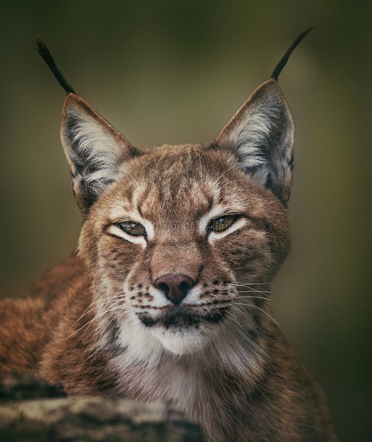 Siberian lynx stock image. Image of endangered, natural - 81965255