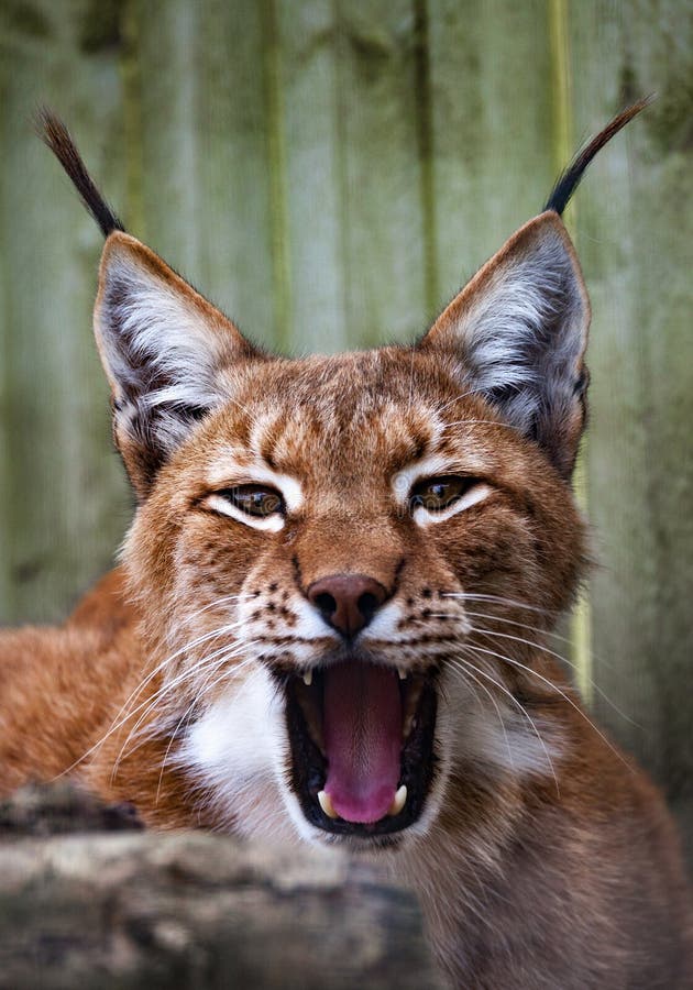 Siberian lynx stock image. Image of mammal, lynx, natural - 81965255