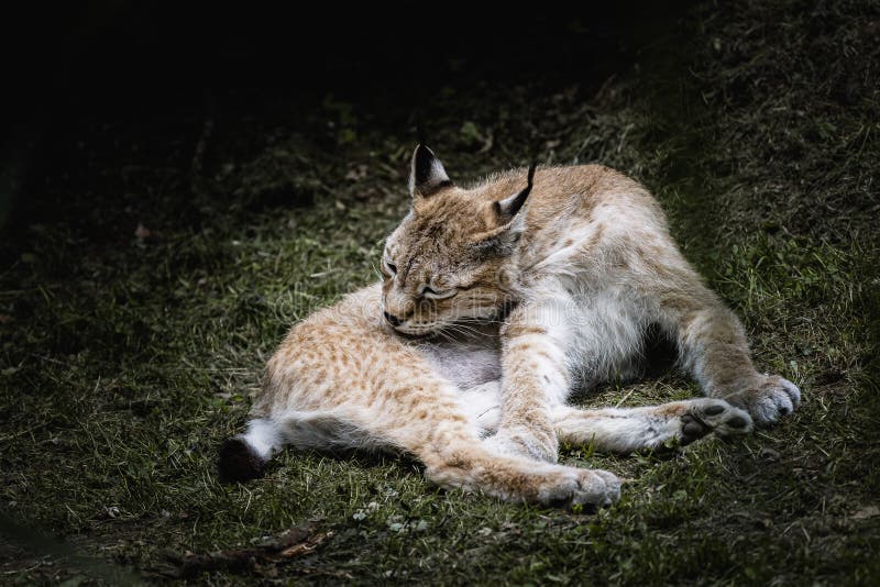 Magnificent Lynx Stock Photos - Free & Royalty-Free Stock Photos from ...