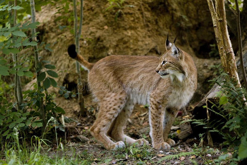 Siberian Lynx, Lynx Lynx Wrangeli Stock Image - Image of lynx ...