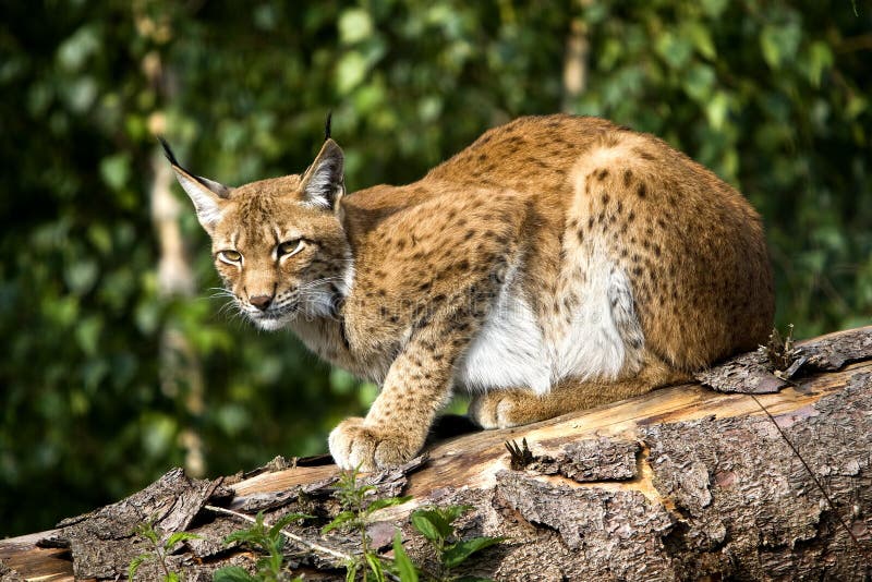 Siberian Lynx, Lynx Lynx Wrangeli Stock Image - Image of russia, lynx ...