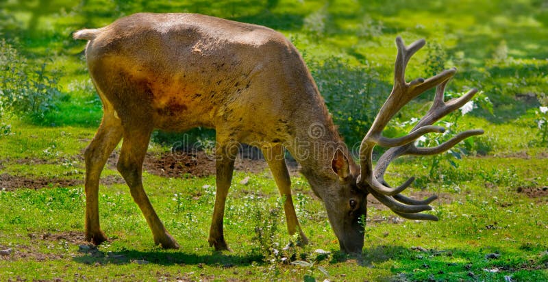 Wild marals stock photo. Image of place, hunting, animal - 10023962