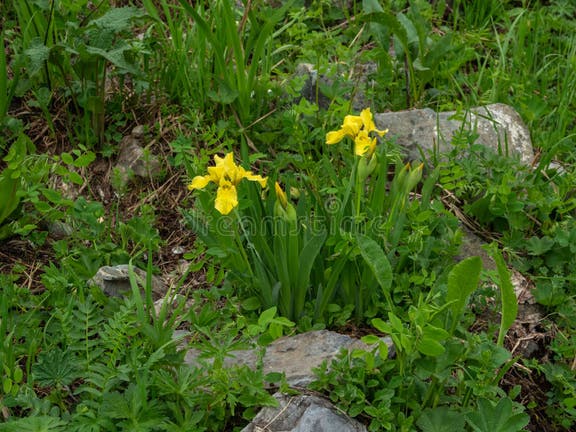 Siberian marsh yellow iris stock photo. Image of uncultivated - 397470810