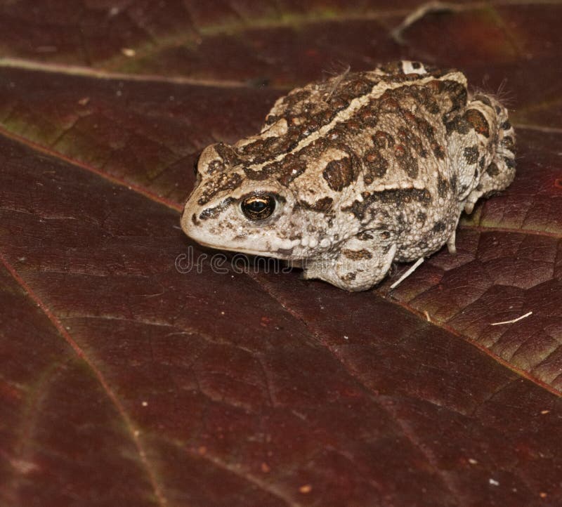 Siberian (Mongolian) Toad stock photo. Image of toad - 15955108