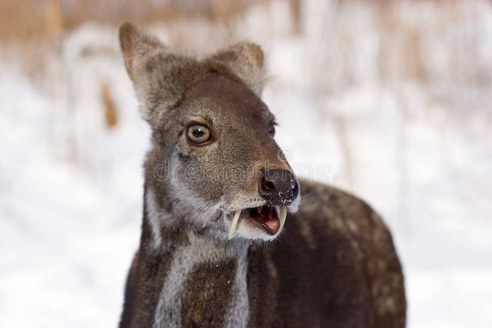 Siberian Musk Deer stock photo. Image of muzzle, musk - 12514664