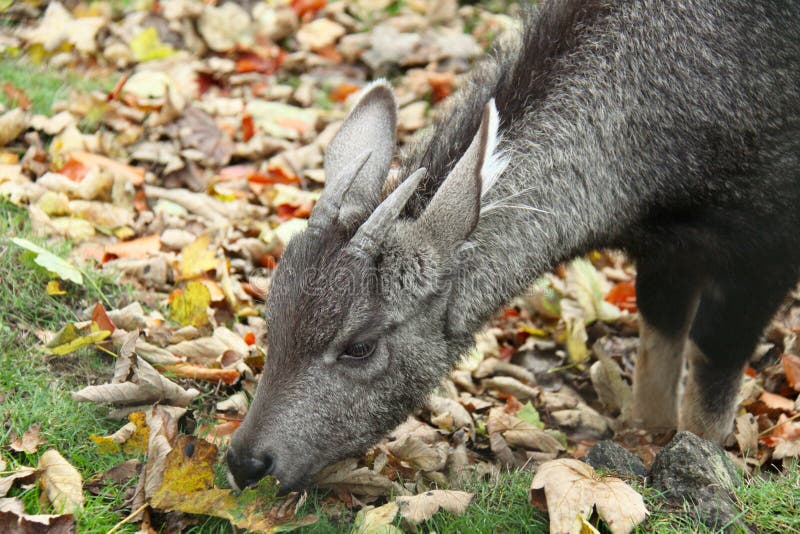 Siberian Musk Deer stock photo. Image of muzzle, musk - 12514664