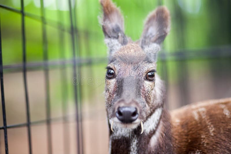 Siberian Musk Deer in a Zoo Stock Photo - Image of look, fang: 68051238