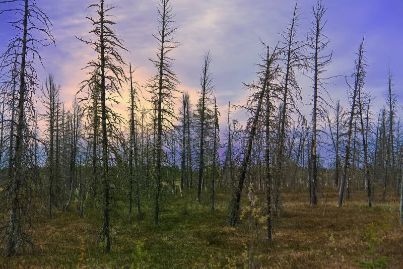 Siberian, northern bog stock image. Image of peat, dead - 11559051