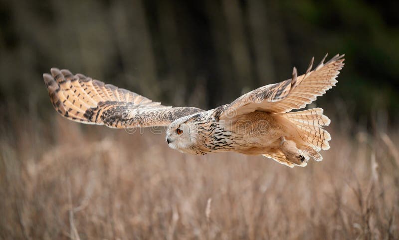 Siberian Owl (Bubo Bubo Sibiricus) Flying Over a Dry Grass Stock Image ...