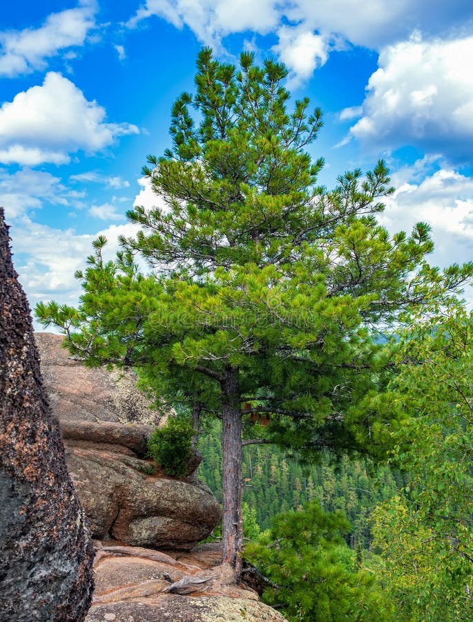 Siberian Pine Growing at the Edge of the Cliff Stock Photo - Image of ...