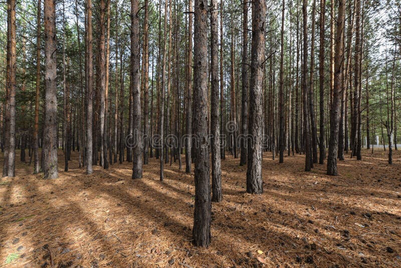 Siberian Pine Tree Forest stock image. Image of nature - 35366927
