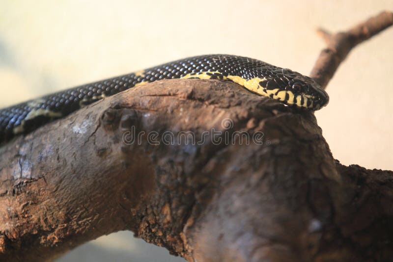 Siberian rat snake stock photo. Image of water, nature - 34506238