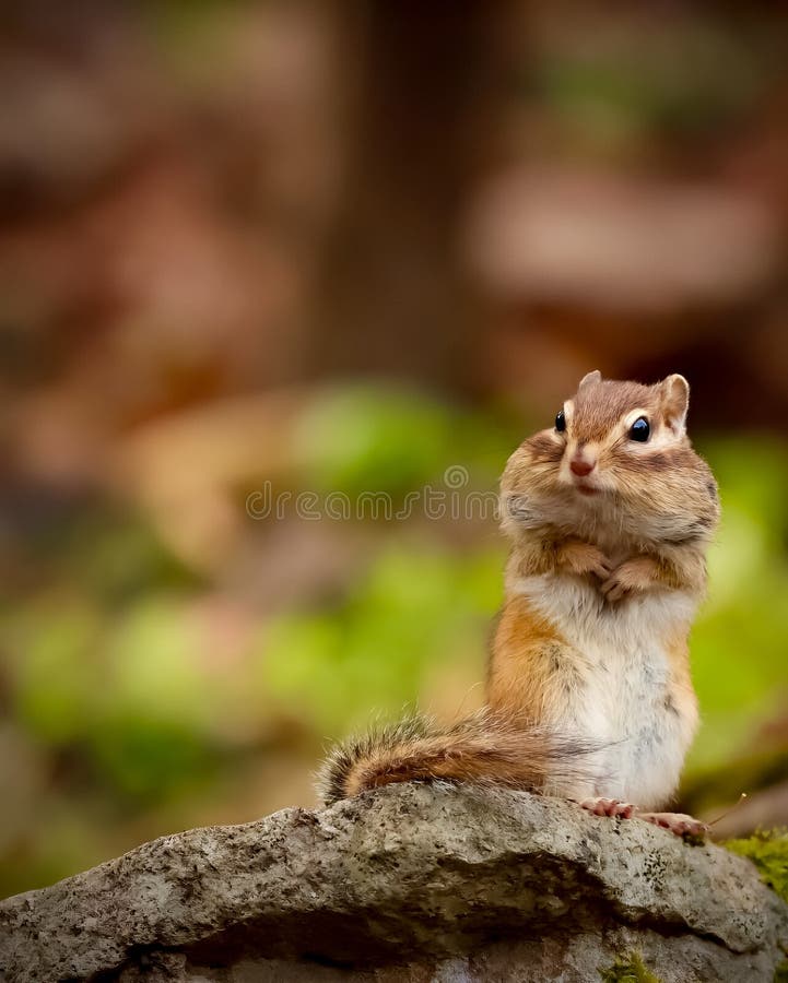 The Siberian Red Squirrel is Staring at Something and Standing on a ...