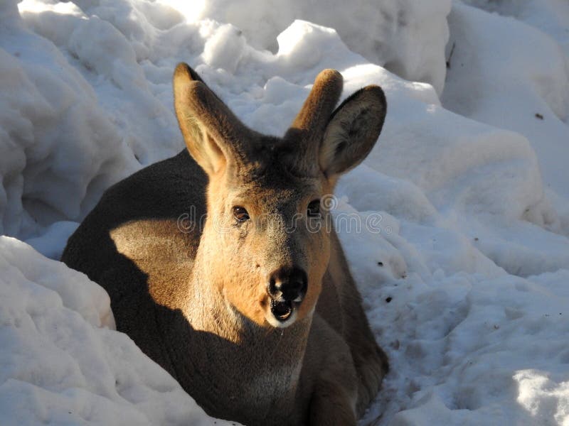 Siberian roe deer. stock image. Image of wildlife, looking - 177687919