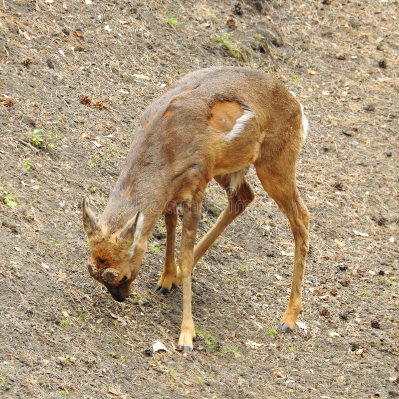 Siberian roe deer. stock image. Image of nature, spring - 177688585