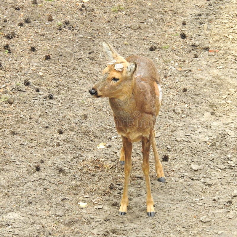 Siberian roe deer. stock image. Image of deer, siberian - 177688759