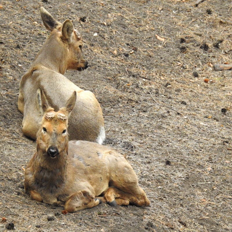 Siberian roe deer. stock image. Image of lying, animal - 177689569