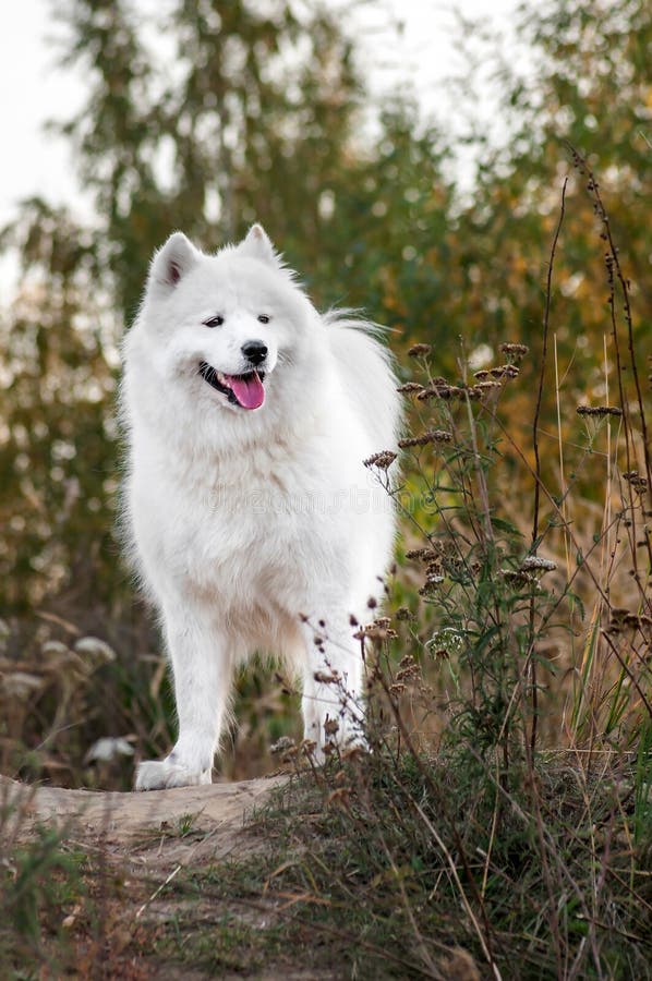 Siberian Samoyed Husky in Park on Autumn Sunset Stock Photo - Image of ...