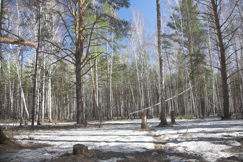 The Siberian taiga stock photo. Image of birch, tree, eastern - 5377636