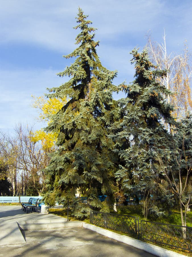 Siberian Spruce in Autumn Park. Stock Image - Image of bench, tree ...