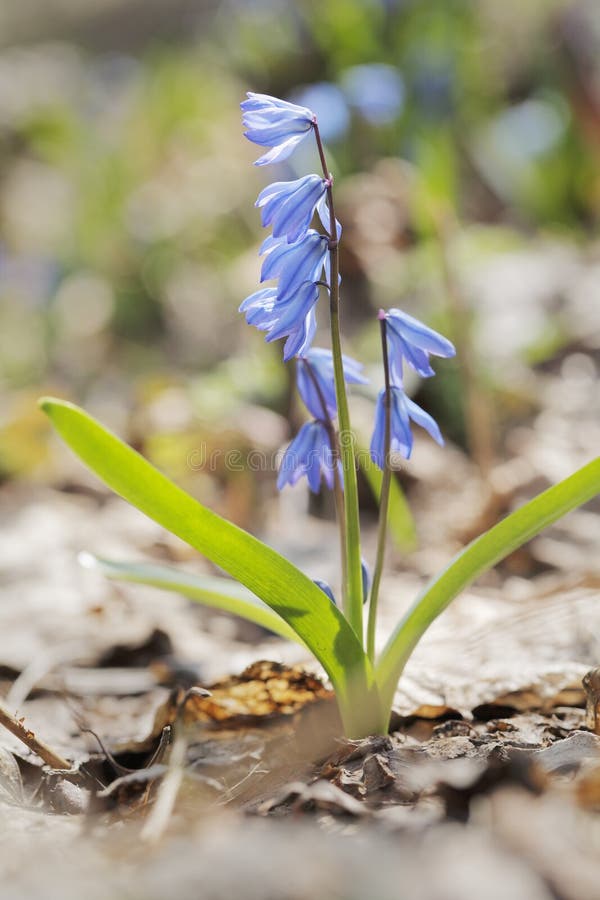 Siberian Squill stock image. Image of perennial, siberian - 28041811