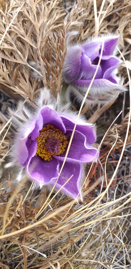 Siberian Steppe Spring Flowers Stock Image - Image of violet, flower ...