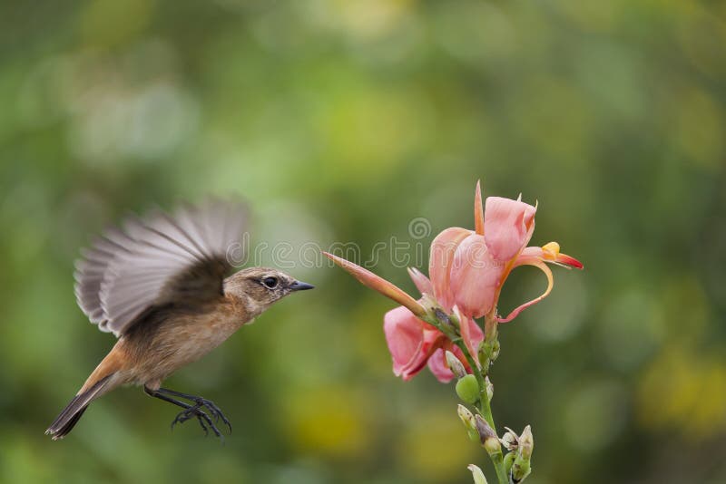 Siberian Stonechat, Natural, Nature Stock Photo - Image of siberian ...