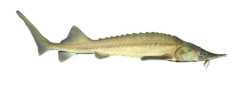 The Siberian sturgeon. stock image. Image of idus, catching - 25926857