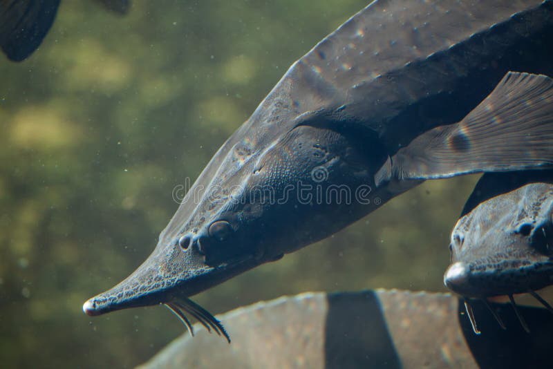 Siberian Sturgeon Acipenser Baerii. Stock Photo - Image of baerii ...