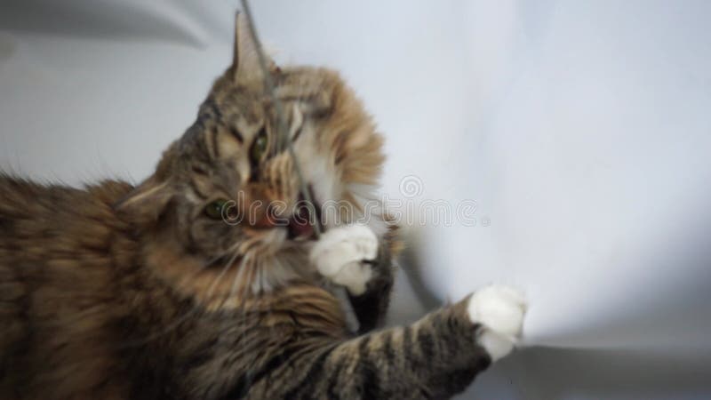 Siberian Tabby Cat Catching and Biting a Charging Wire Stock Video ...