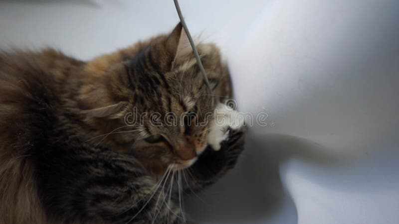 Siberian Tabby Cat Playing with and Biting a Charging Wire Stock ...