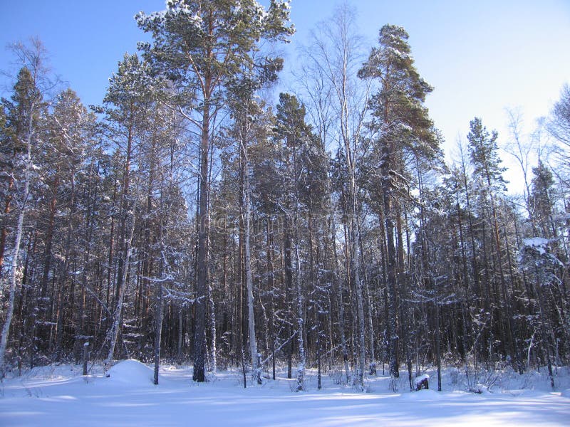 The Siberian taiga stock photo. Image of birch, tree, eastern - 5377636