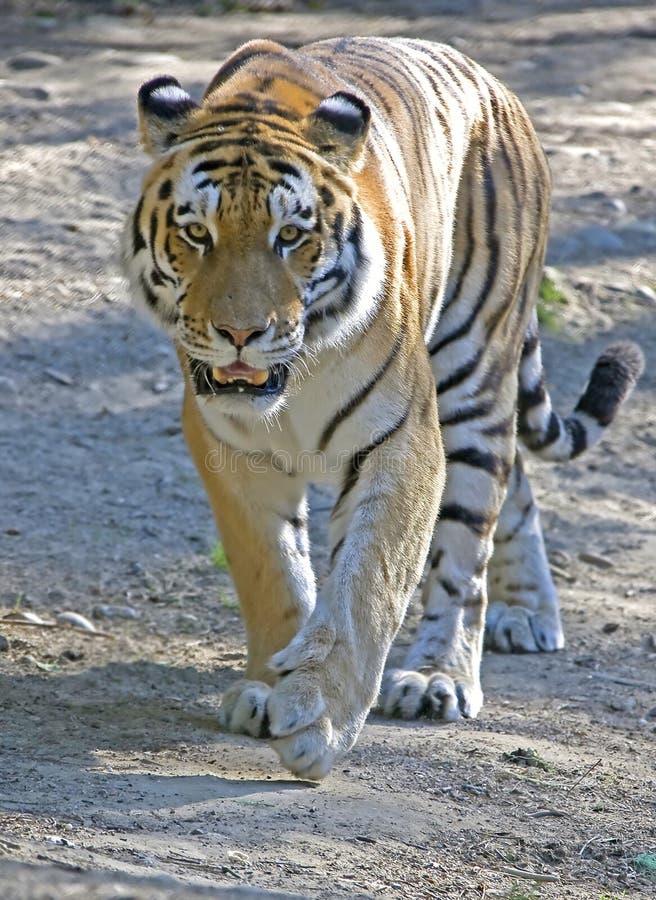 Siberian tiger 2 stock photo. Image of walk, nature, animal - 10805742