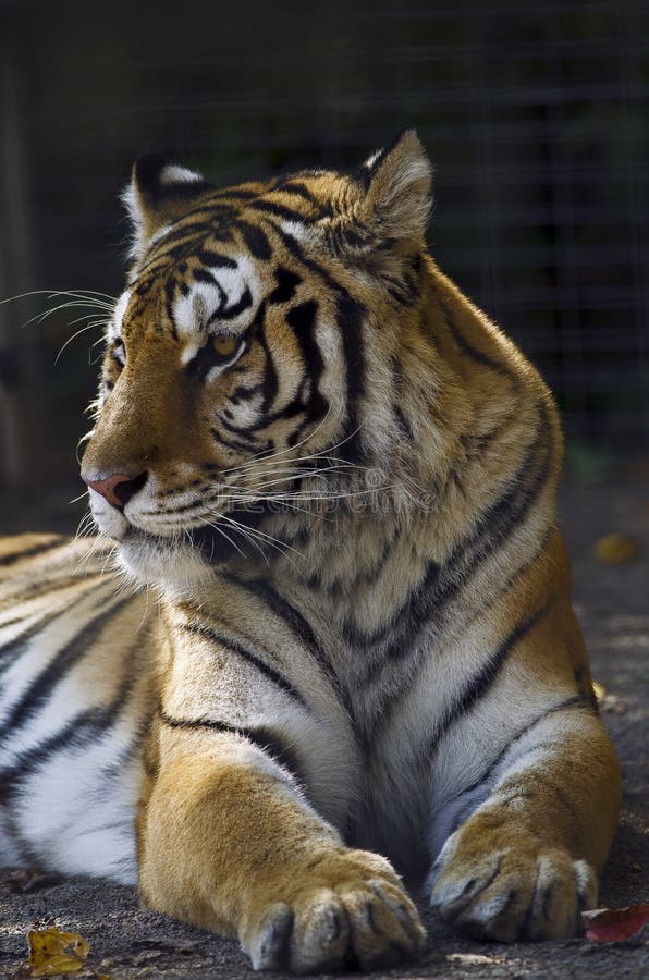 Siberian Tiger stock image. Image of safari, carnivore - 21631593