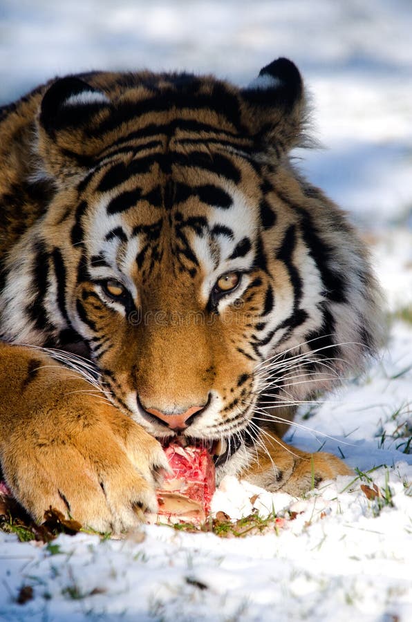Siberian tiger eating stock photo. Image of feline, devour - 86169840