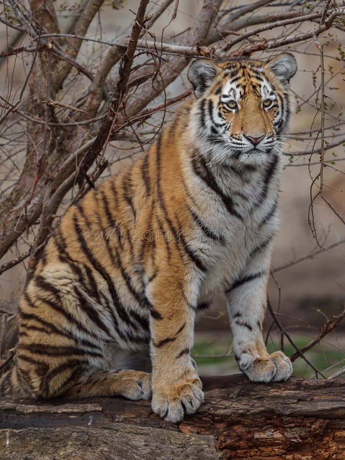 Siberian tiger stock photo. Image of asia, beast, hunter - 269863292