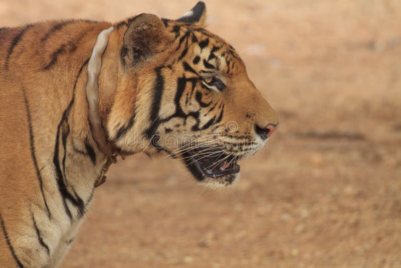 Siberian Tiger stock photo. Image of square, tiger, carnivore - 27528542