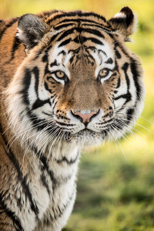 Backlit Tiger stock photo. Image of hunter, prowess, tiger - 29559520