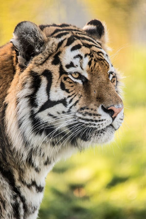 Backlit Tiger stock photo. Image of hunter, prowess, tiger - 29559520