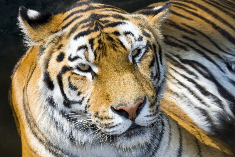 Amur Siberian Tiger Eye Stare in Water Stock Image - Image of siberian ...