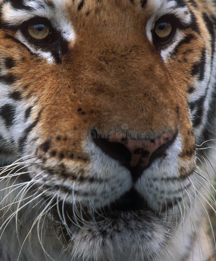 Siberian Tiger stock photo. Image of portrait, predator - 436166